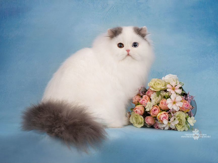 Персидская разноглазка