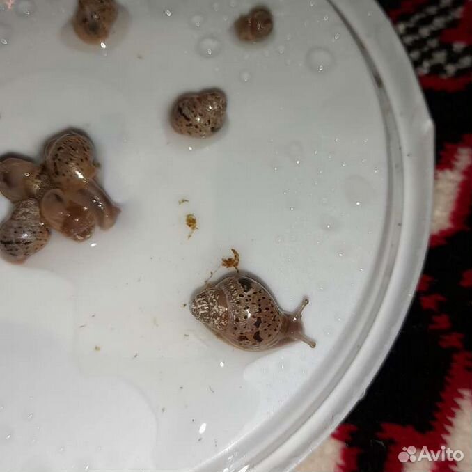 Улитки разных видов