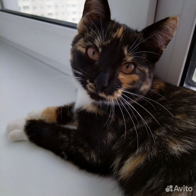 Котёнок черепашка 5 мес