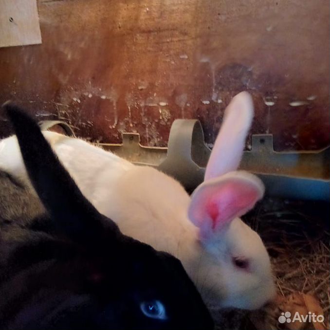 Кролик мясной породы, мартовские