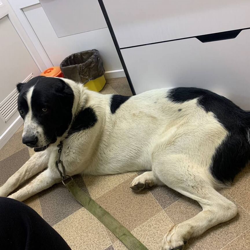 Алабай щенок бесплатно