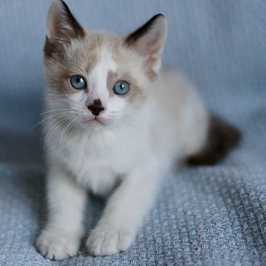 Сноу-Шу котёнок