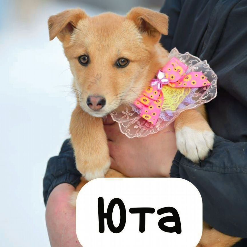 Щенуля Юточка ищет мам пап