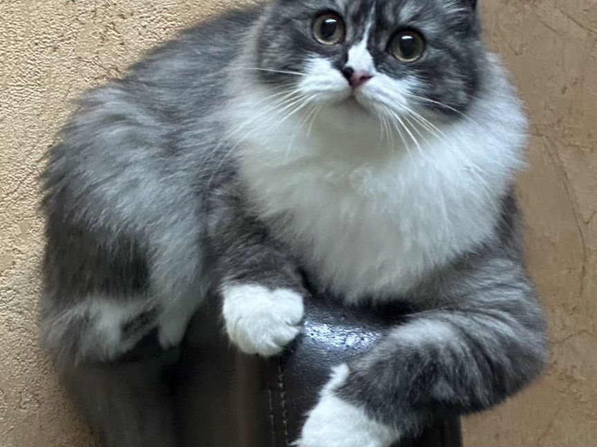 Потерялась кошка