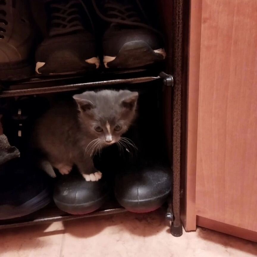 Котята в добрые руки