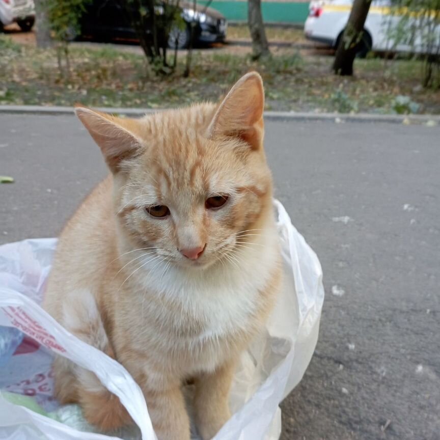 Ищем дом маме- кошке и её котятам