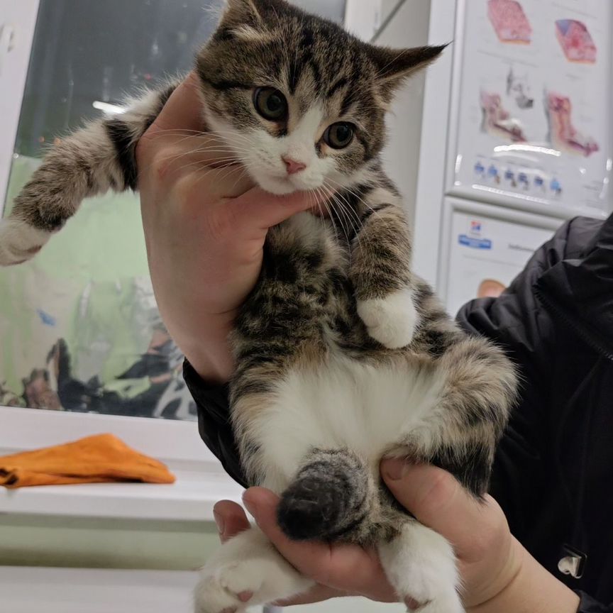 Котята в добрые руки