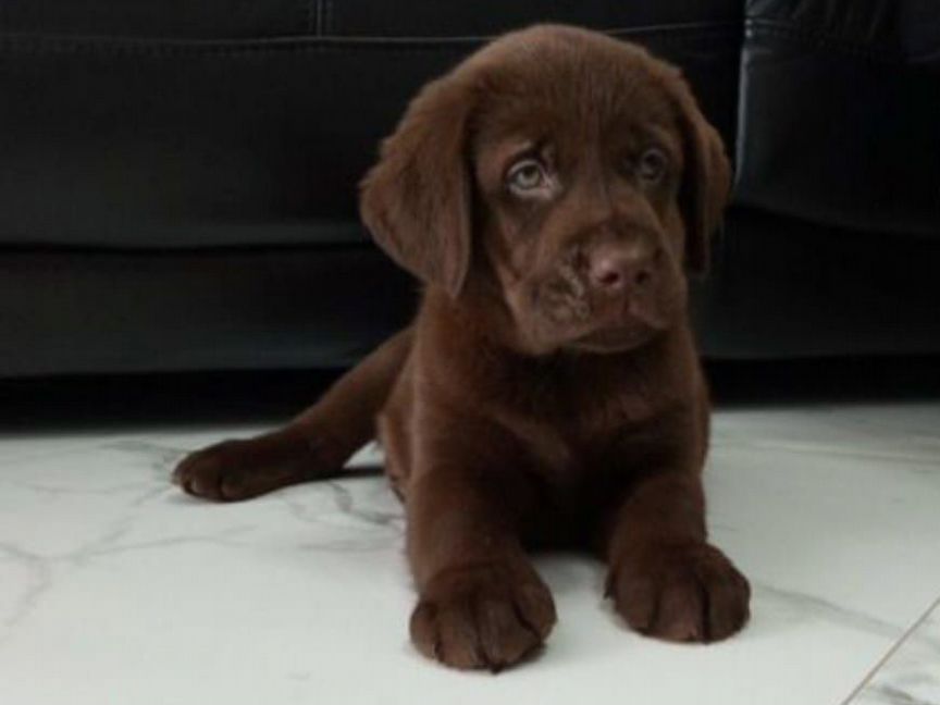Щенки лабрадора шоколадные