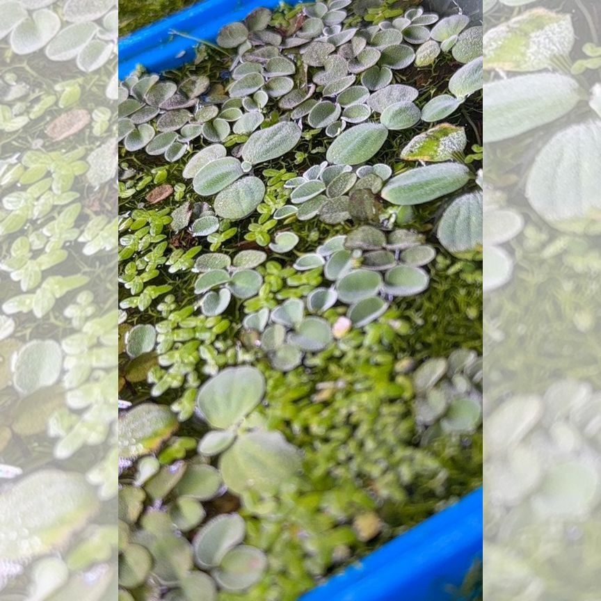 Сальвиния и пистия