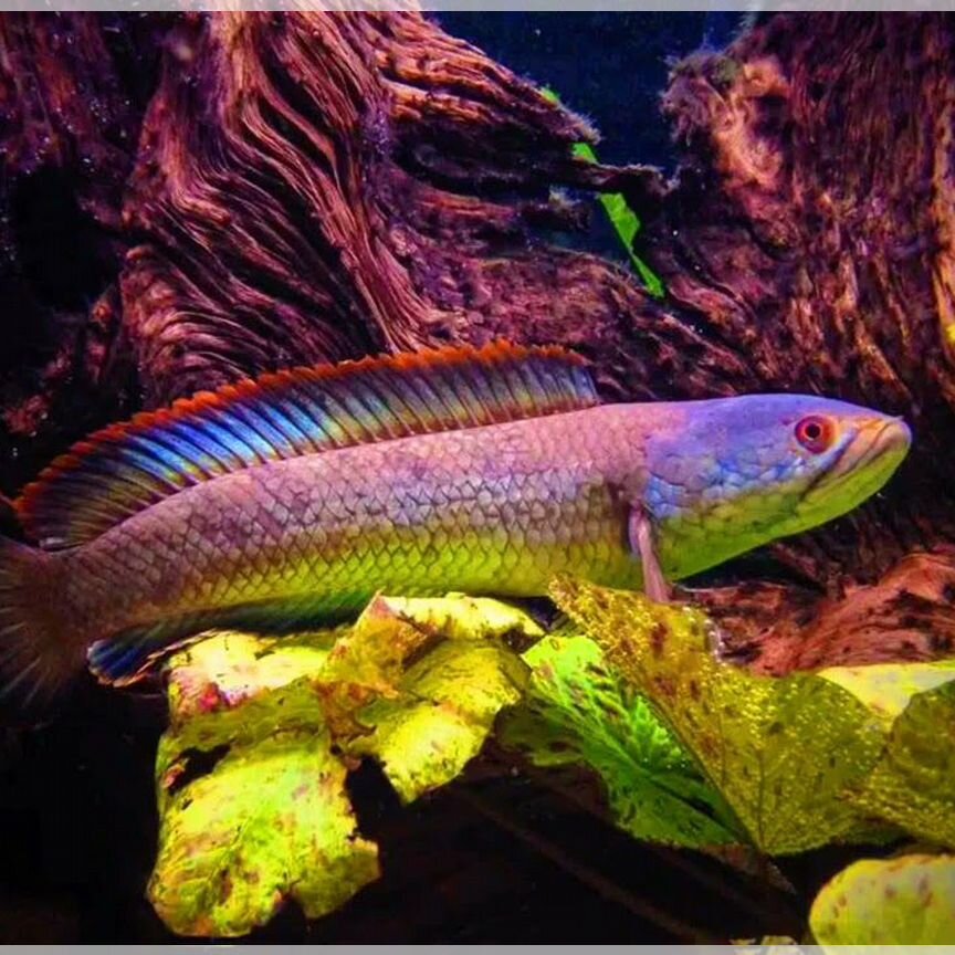 Змееголов лимбата гранит - Channa limbata