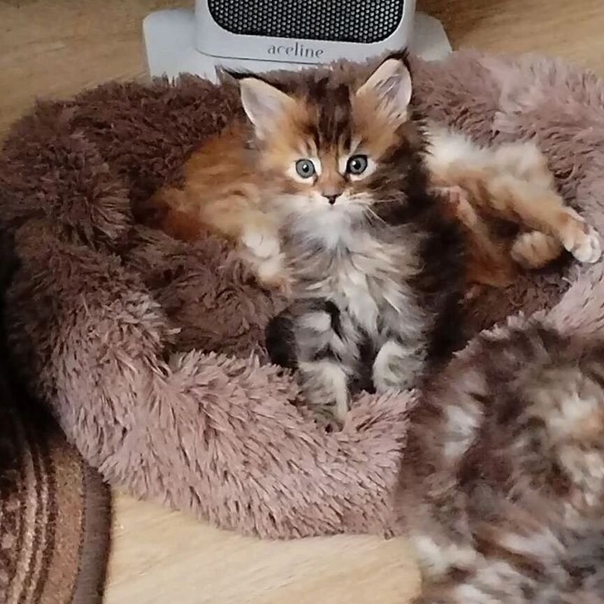Мейн-кун котёнок
