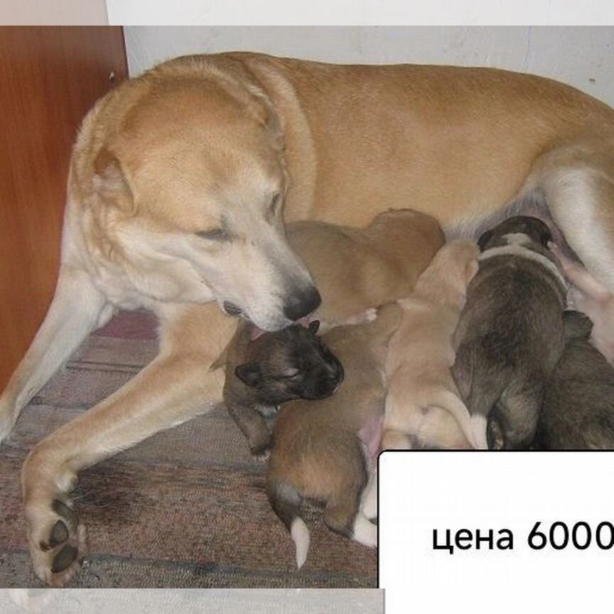 Шикарные щенки для охраны
