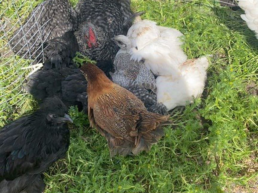 Куры молодки несушки