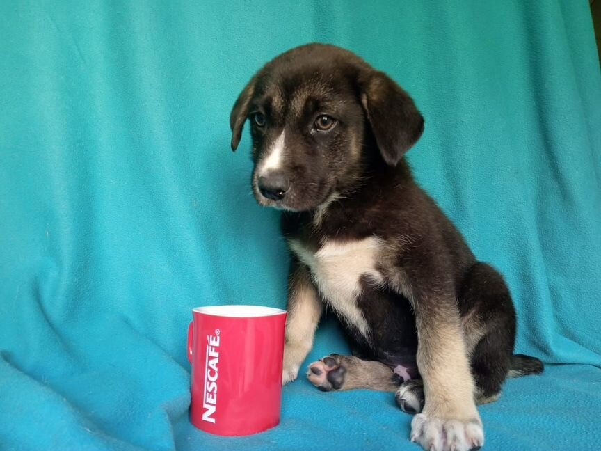 Собака в добрые руки