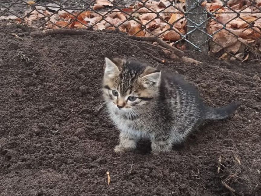 Домашних котят вывезли к церкви