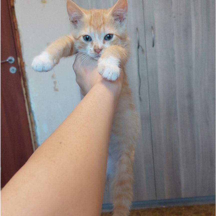 Персиковый котенок с белой грудкой в добрые руки
