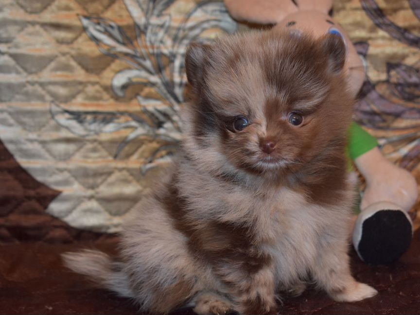 Шпиц- шоколадный гномик