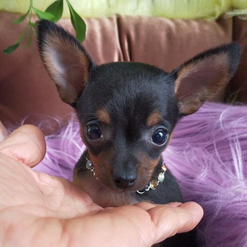 Мини Кнопочка