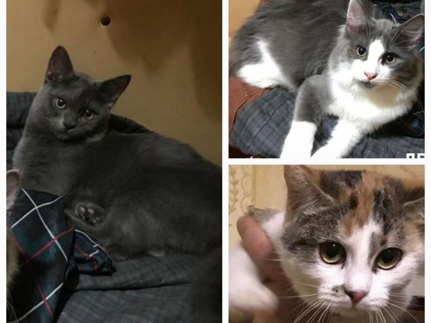 Котята в добрые руки