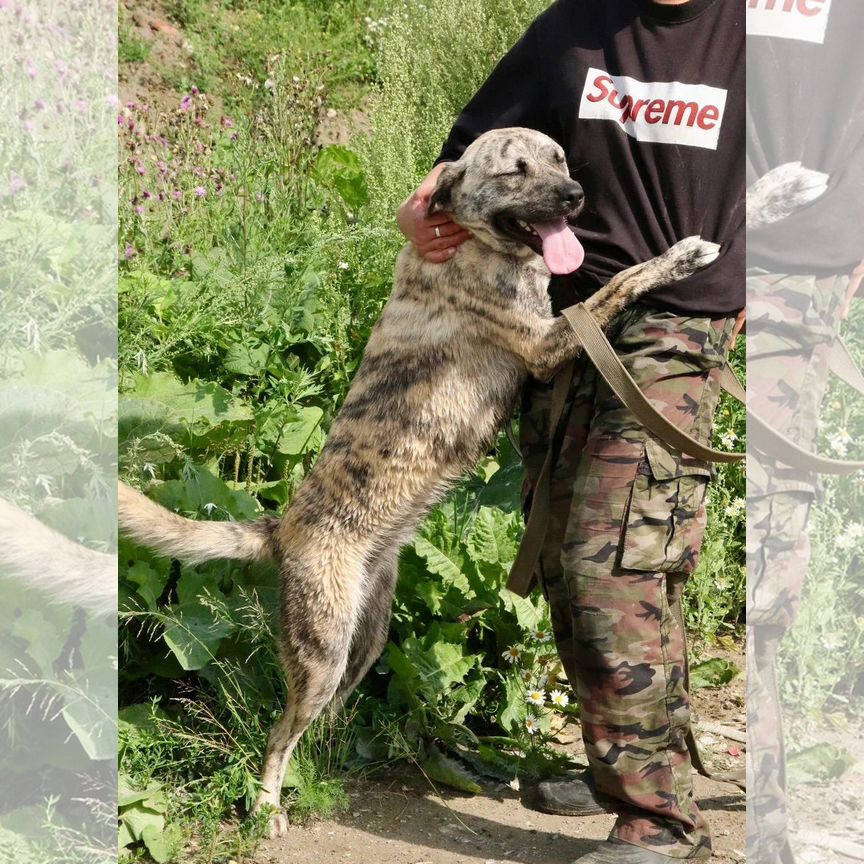 Собаки бесплатно в добрые руки