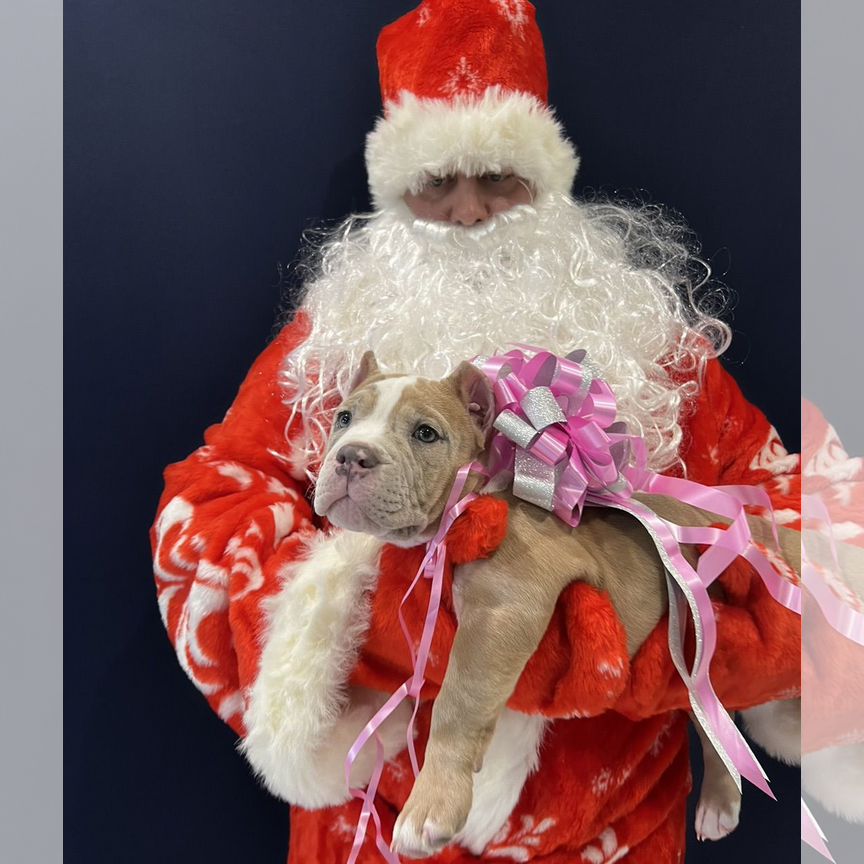 Щенки американского булли покет