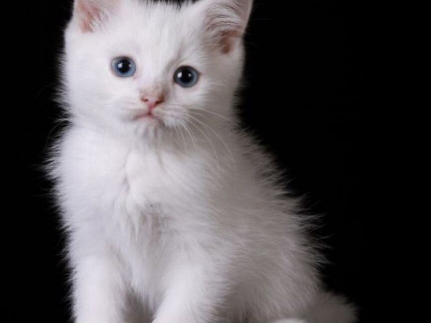 Сибирская кошка с зелеными глазами 1,5 мес