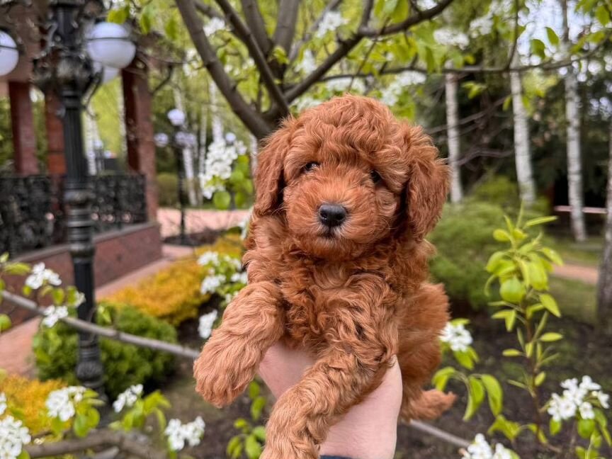 Щенки карликового пуделя, красные