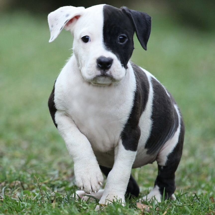 Американский стаффордширский терьер, щенок