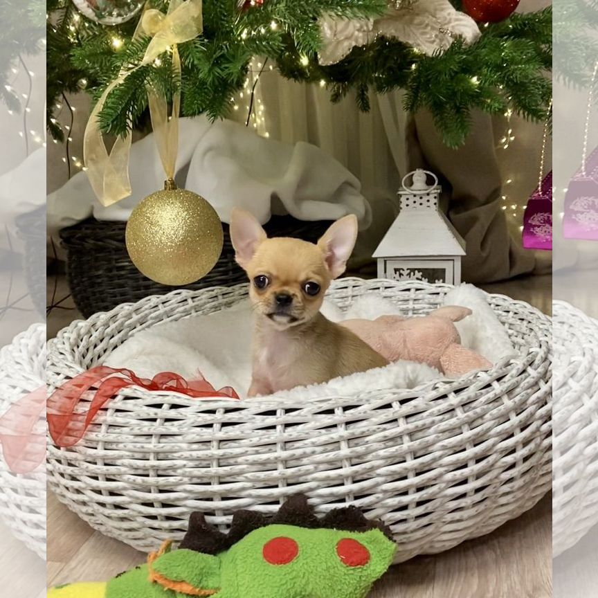 Щенки чихуахуа