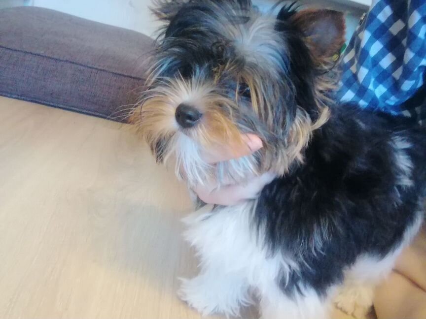 Бивер щенок