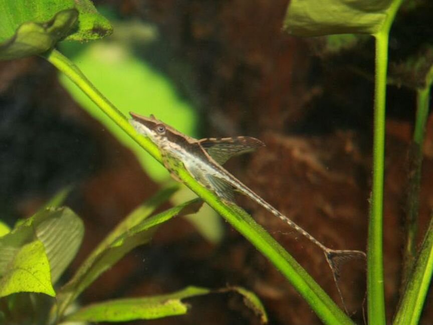 Лорикария перуанская