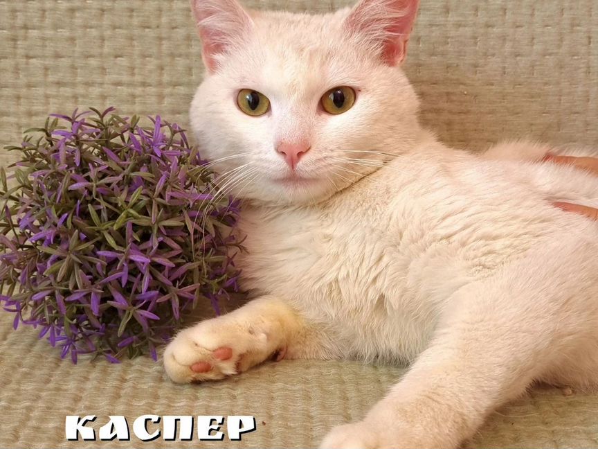 Кот