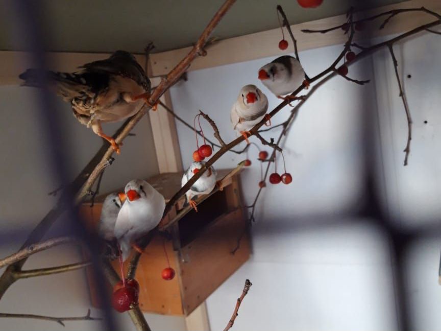 Зебровые амадины