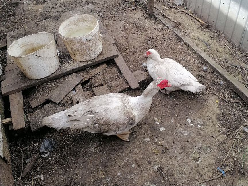 Утки пара. Индоутка, мускусная утка