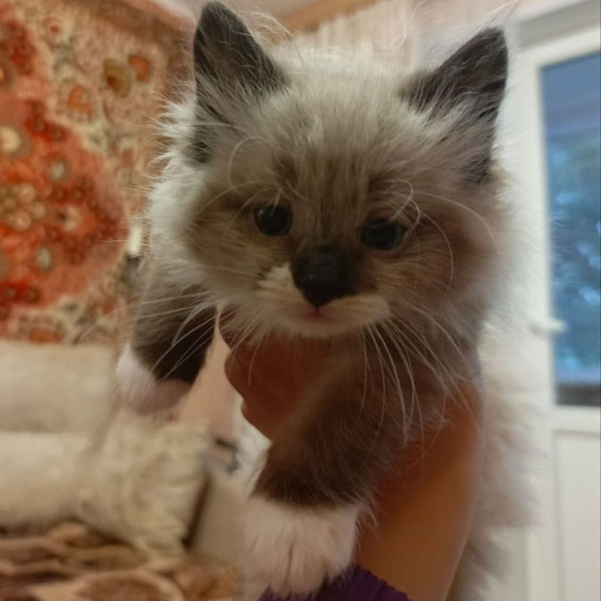 Сиамские котята