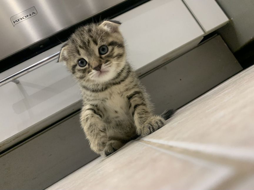 Британские котята