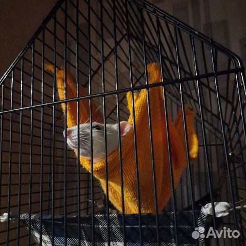 Отдам бесплатно двух крыс