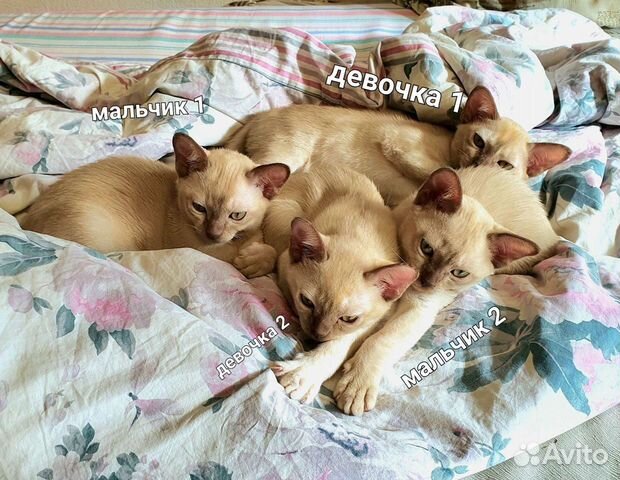 Бурманские котята