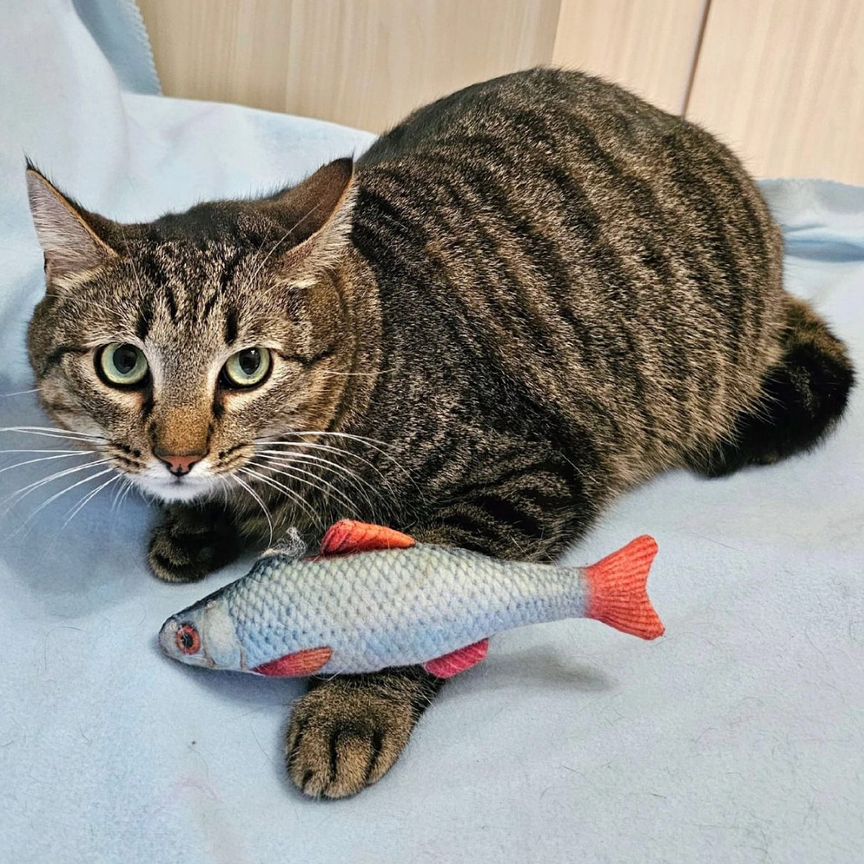 Котик 3 года