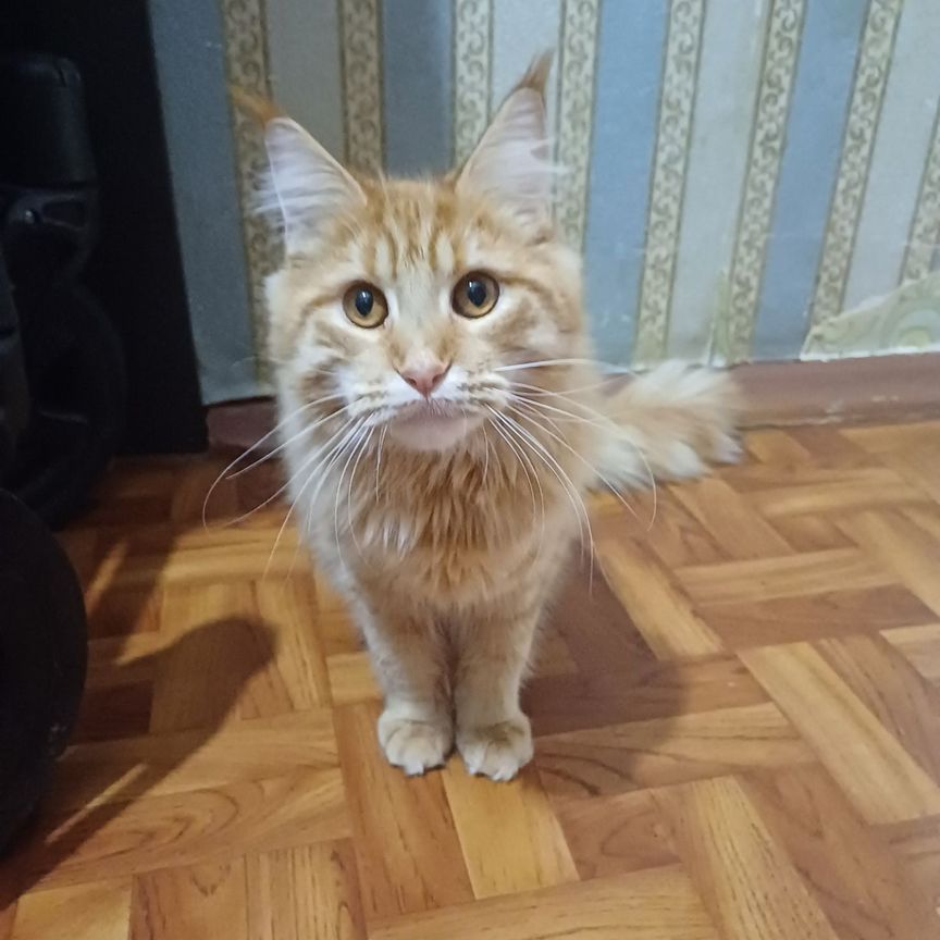 Мейн-кун