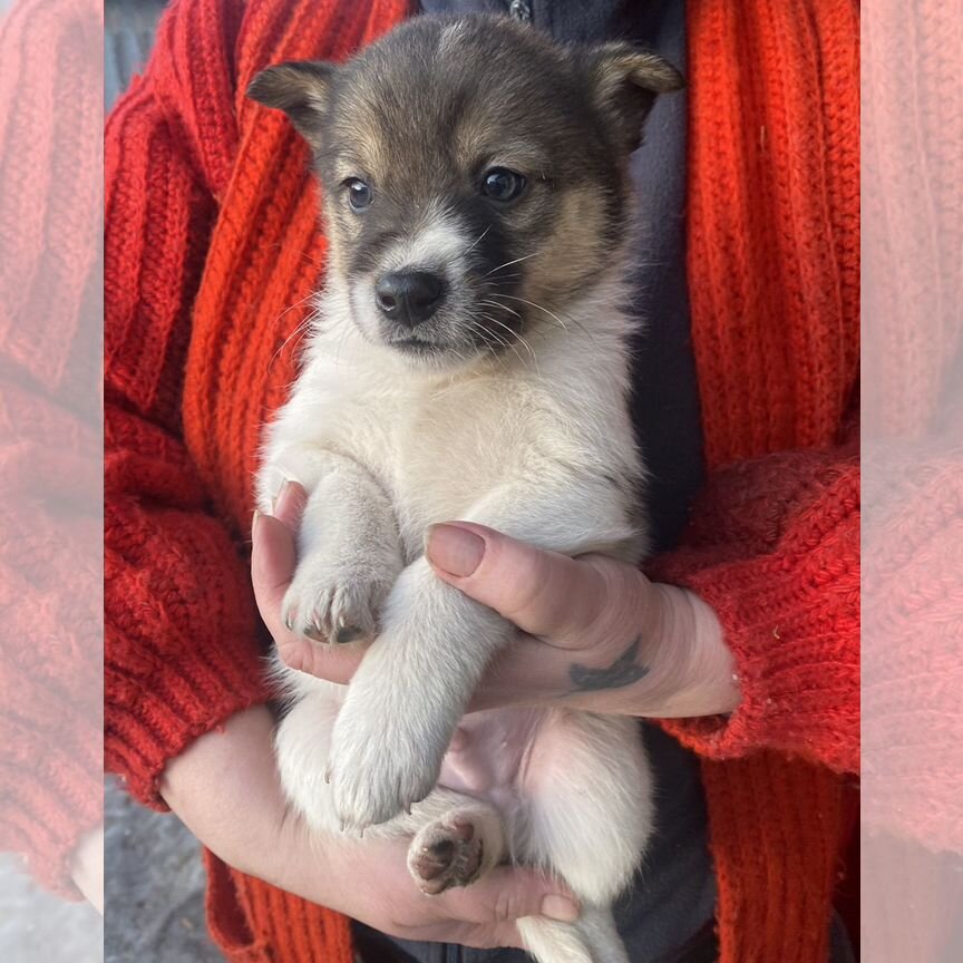 Щенки в добрые руки