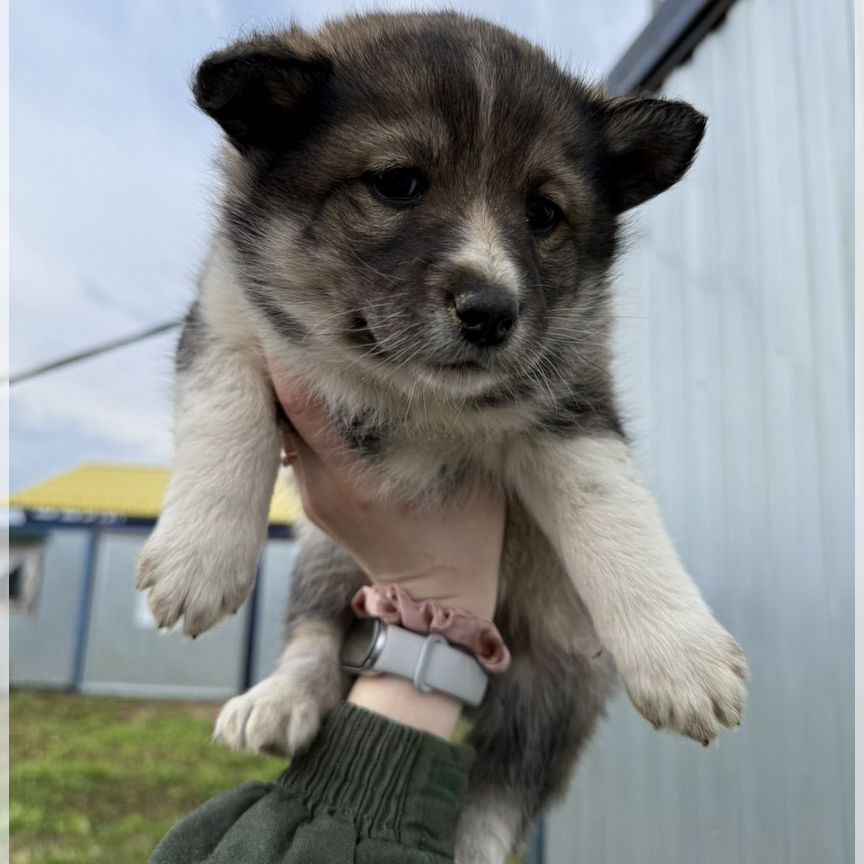 Щенок в добрые руки