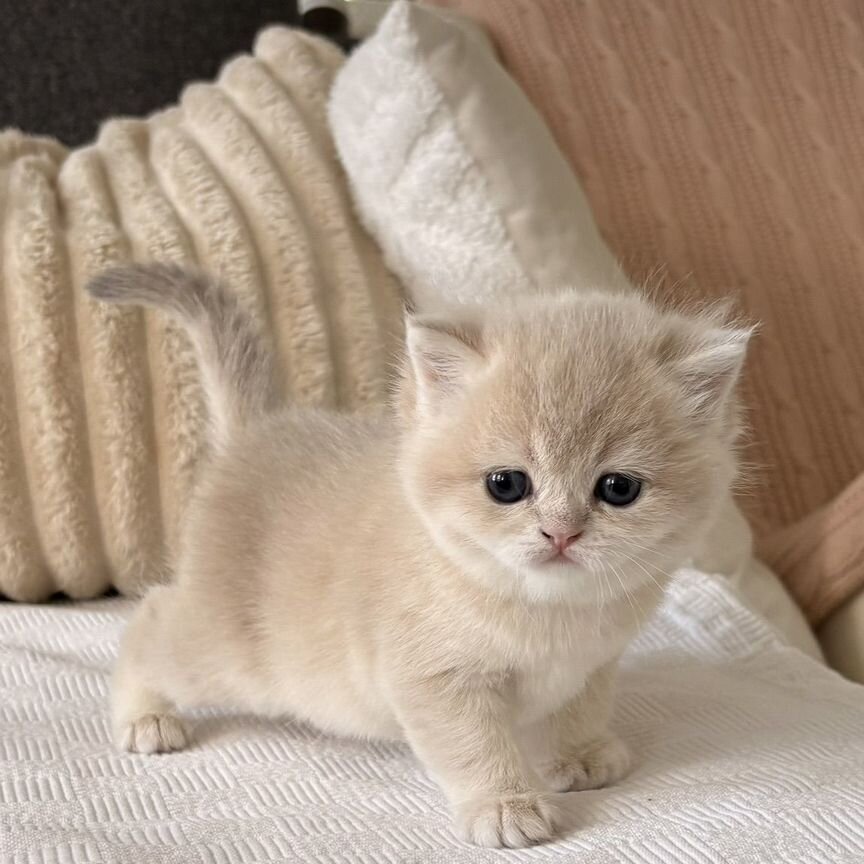Британский короткошёрстный котёнок
