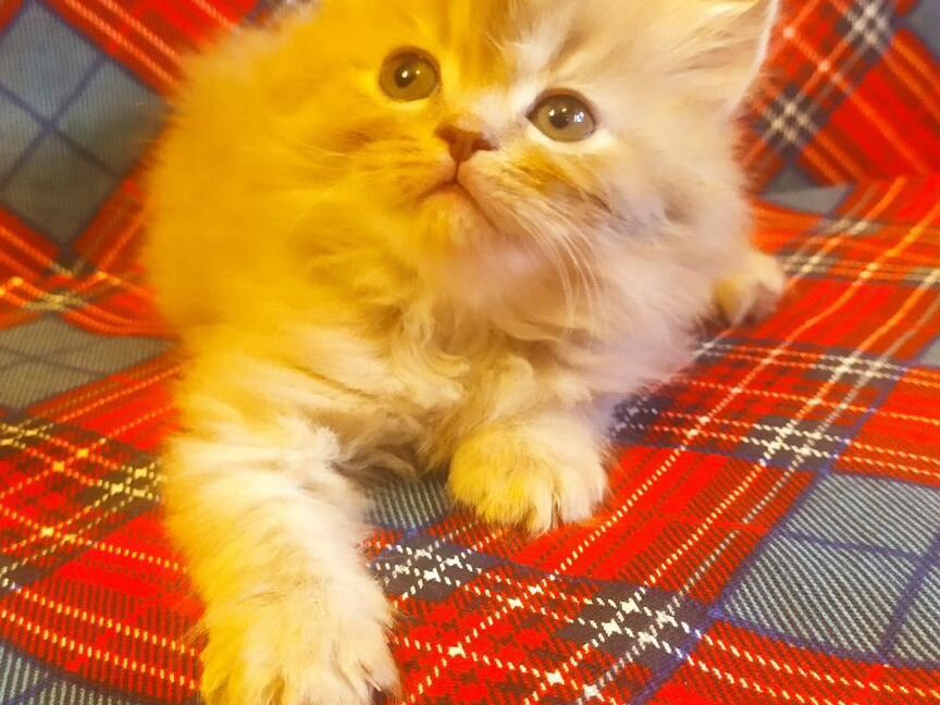 Шотландский Хайленд