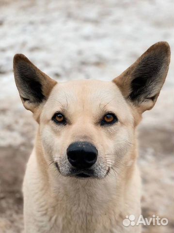 Возьми собаку в добрые руки