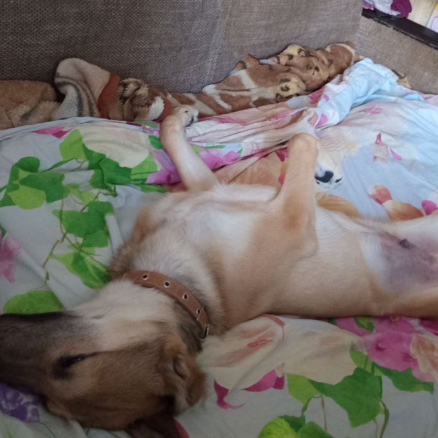 Щенок в добрые руки