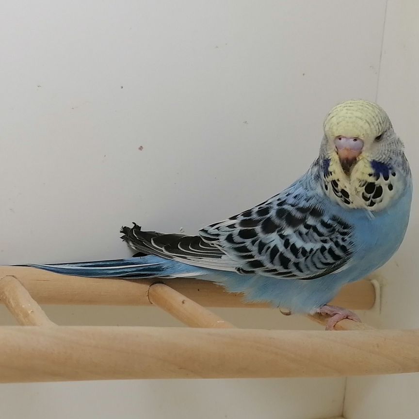 Ввп,Чех,птенец,самочка