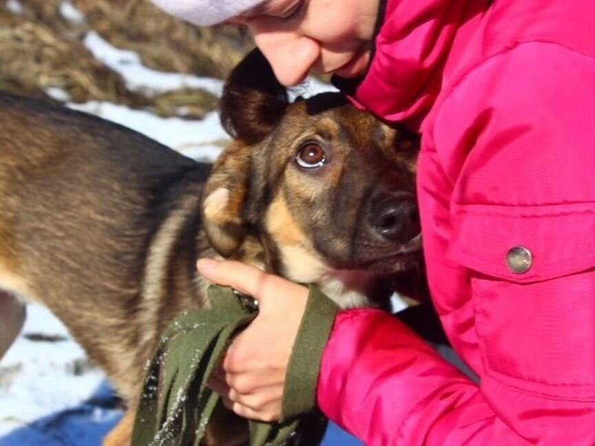 Собака в добрые руки