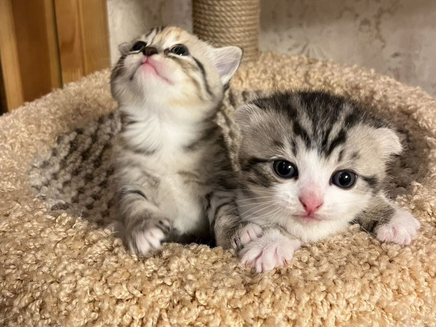 Британские котята