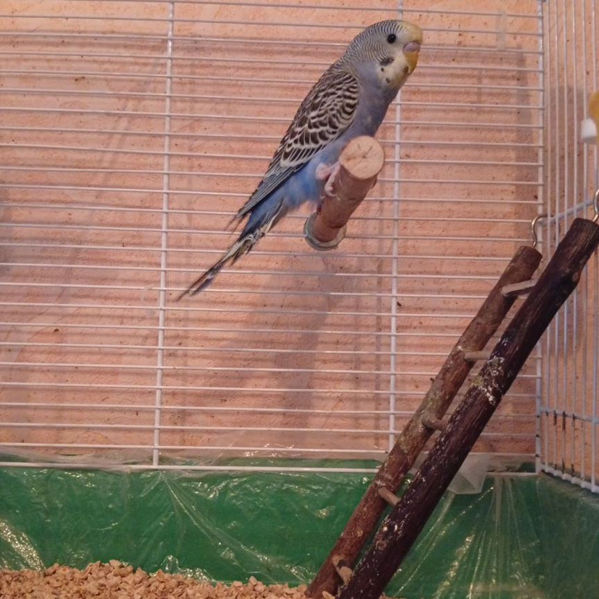 Попугайчик